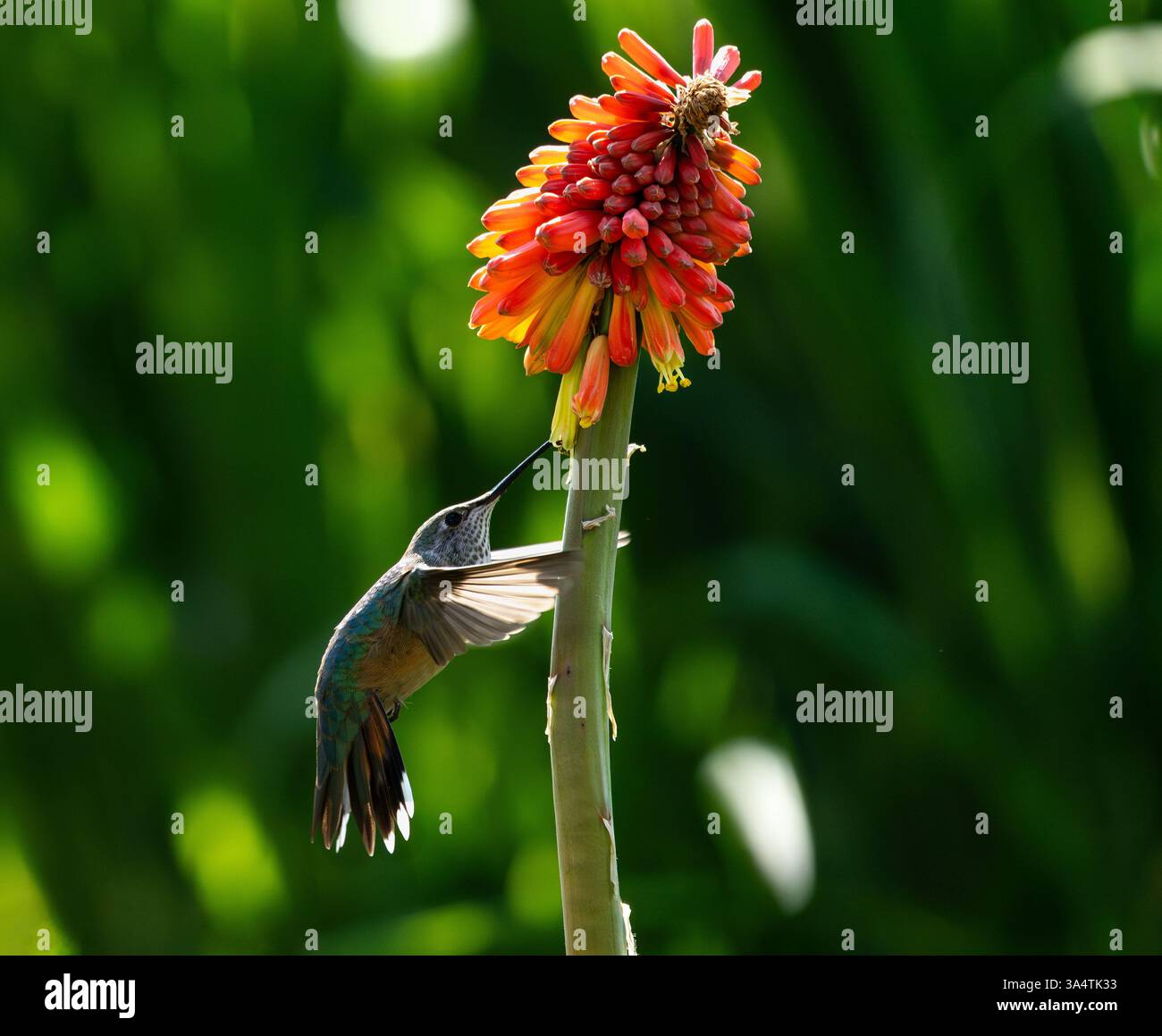 A female Broad-tailed Hummingbird hovering around a Red Hot Poker ...
