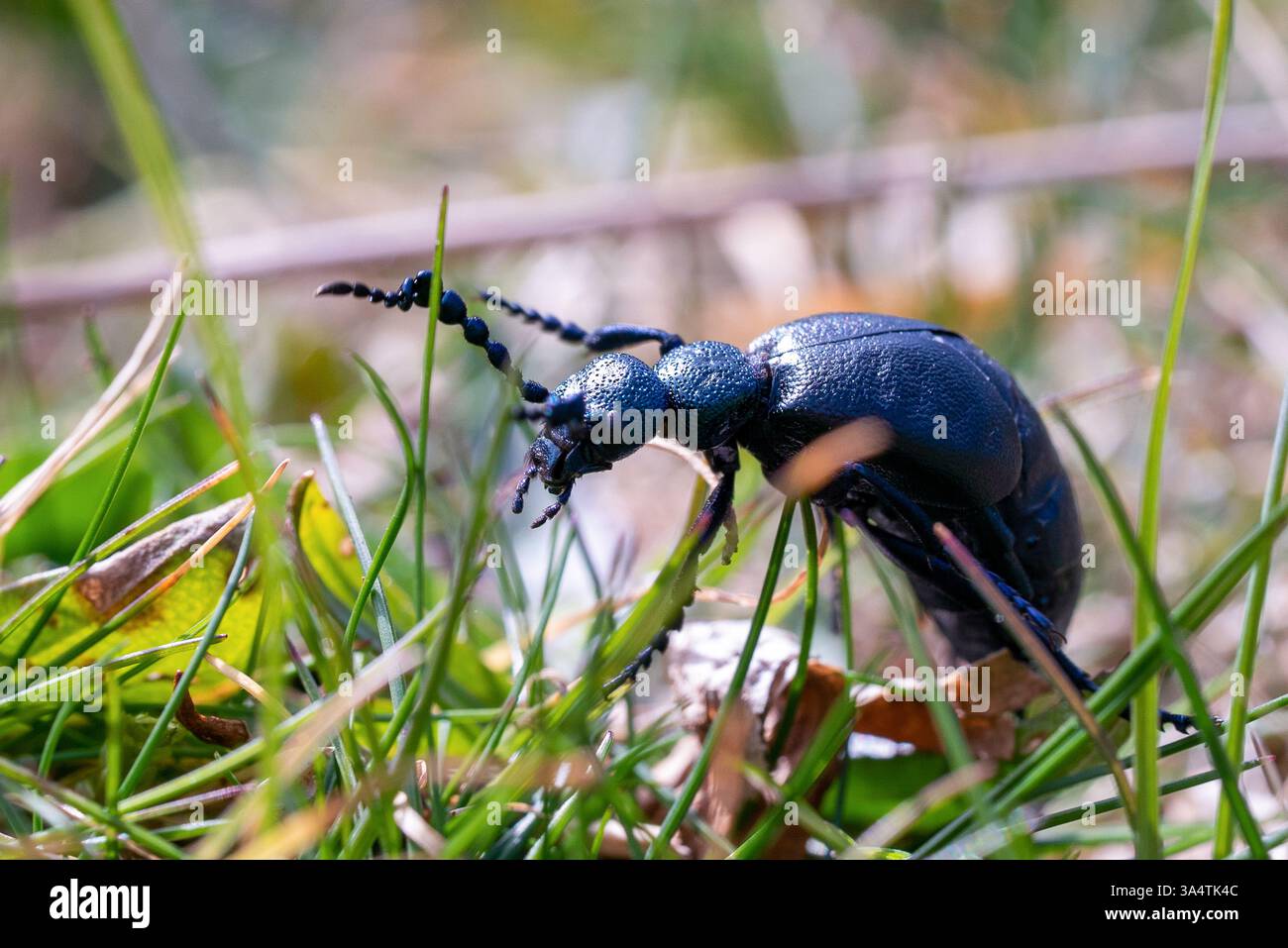 Meloe Proscarabaeus Beetle Meadows Adventure at Rodney Stoke National ...