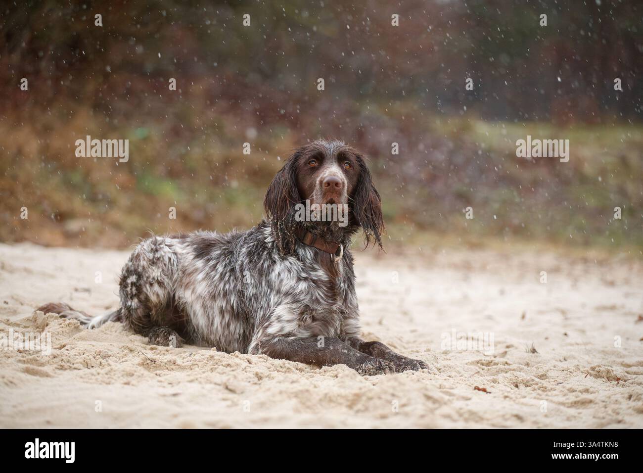 German longhair pointer Stock Photo - Alamy