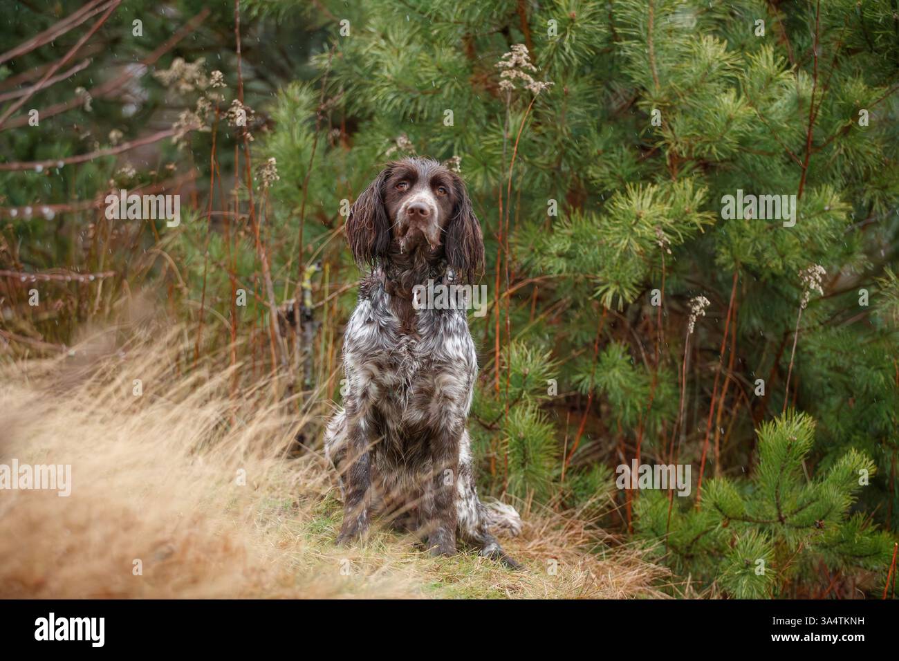 German longhair pointer Stock Photo - Alamy