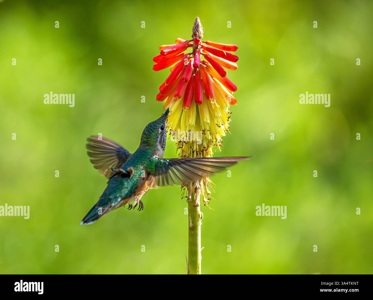 A Broad-tailed Hummingbird with open, outstretched wings inserting its ...