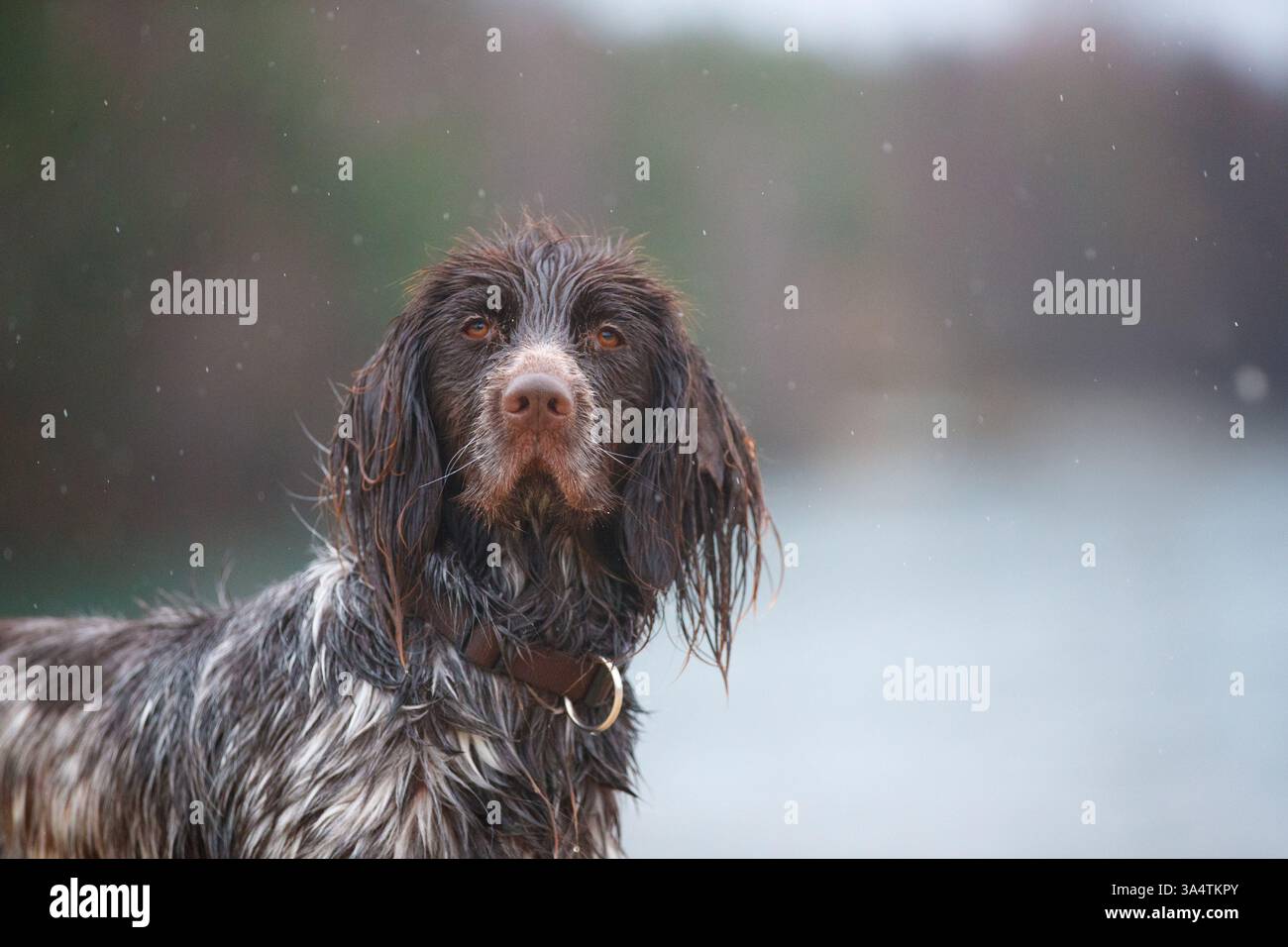 German longhair pointer Stock Photo - Alamy