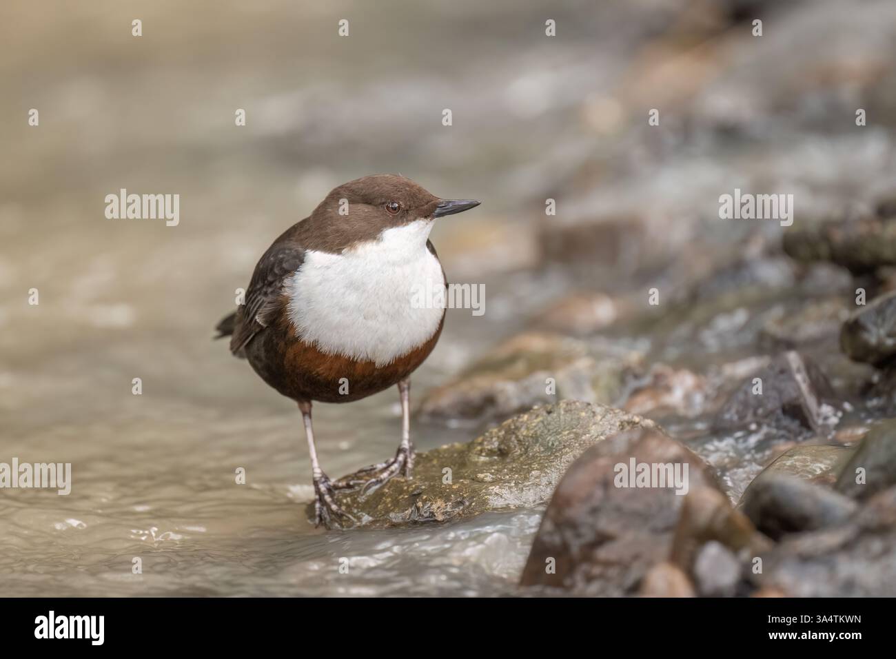 Water dipper on stone hi-res stock photography and images - Alamy