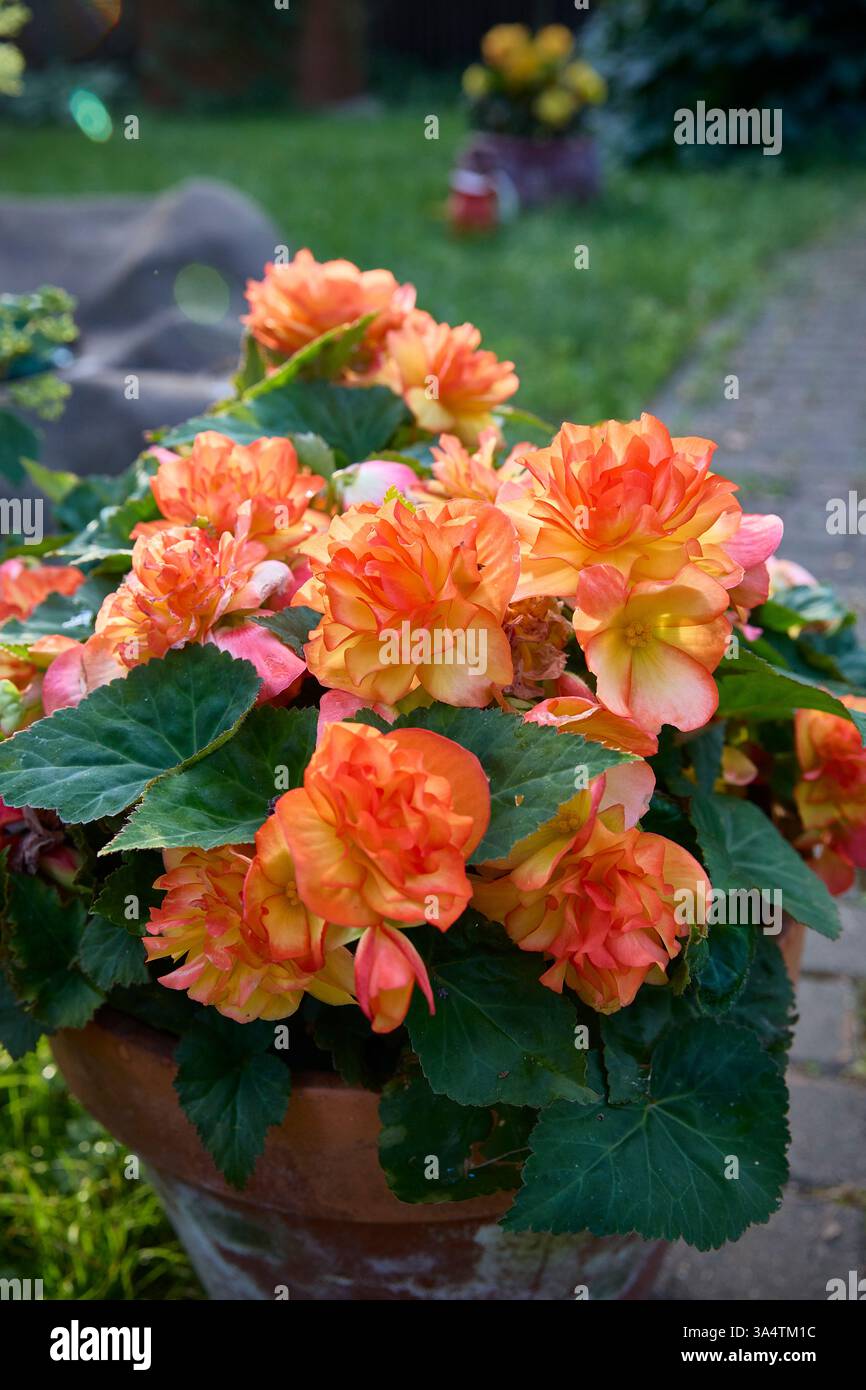 Begonia Elatior (Begonia x hiemalis) with red and pink flowers. The ...