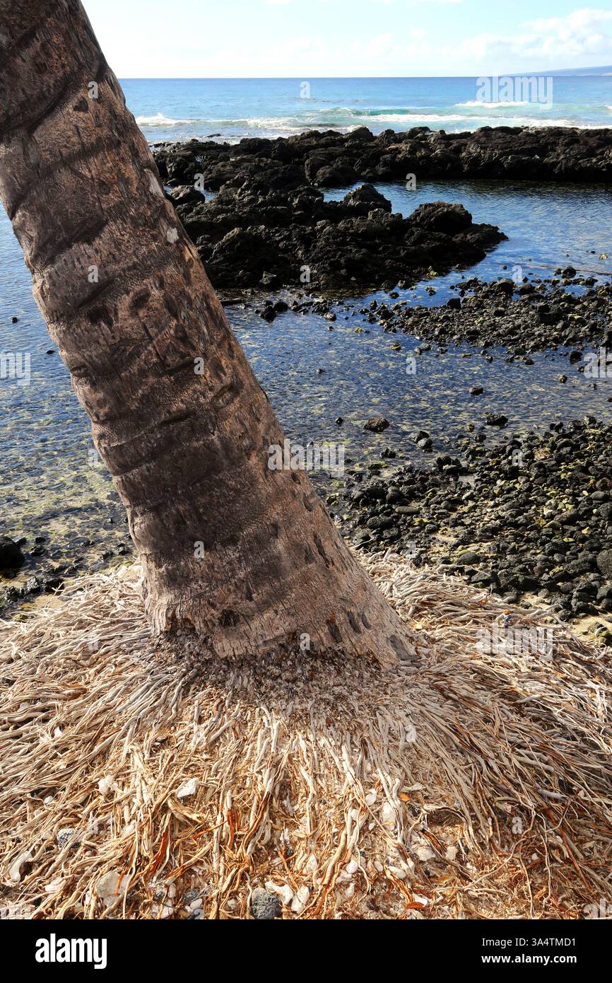 Base of palm tree showing roots, Hawaii, Big Island USA June 2024 Stock ...