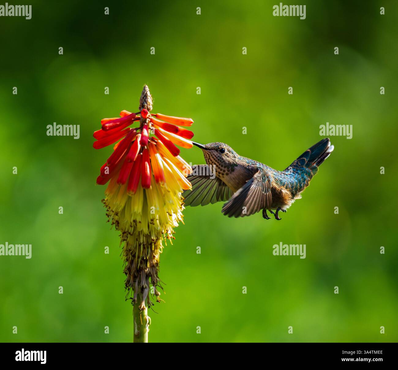 Upturned tail feathers hi-res stock photography and images - Alamy