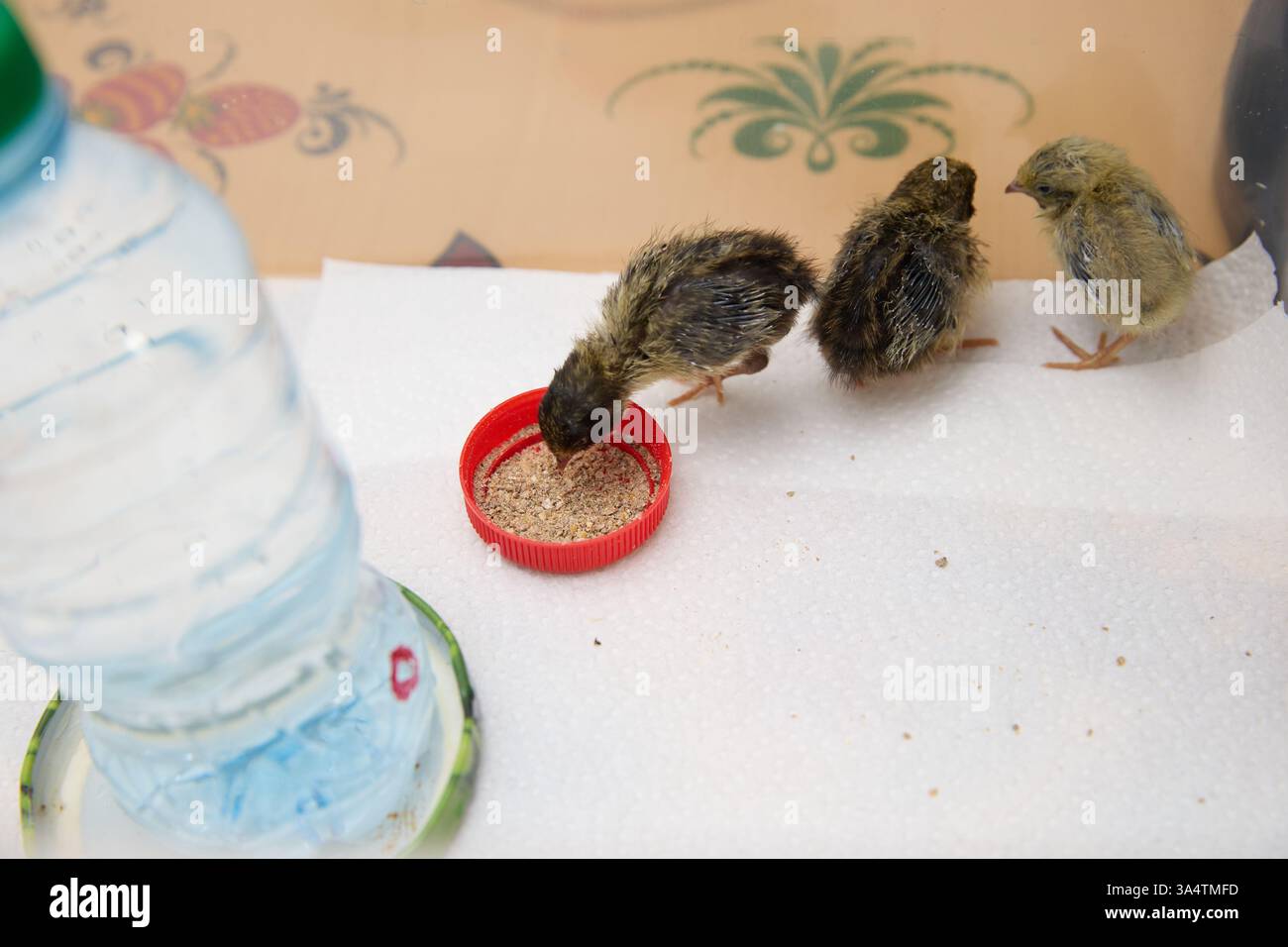 Chinese painted quail are eaten in a transparent box Stock Photo - Alamy