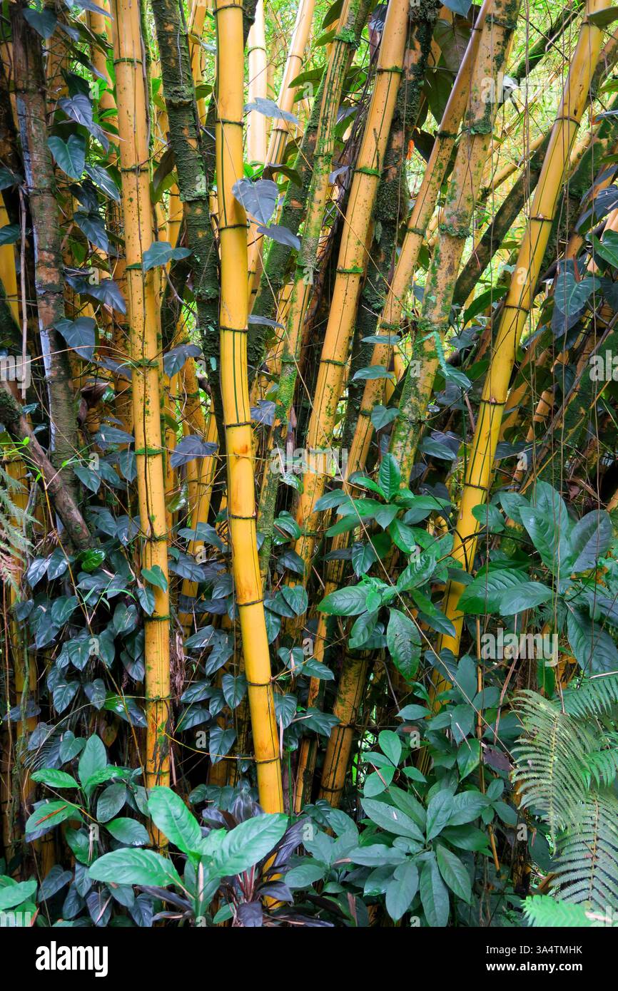 Bamboo seen on the hike to 'Akaka Falls, 'Akaka Falls State Park ...