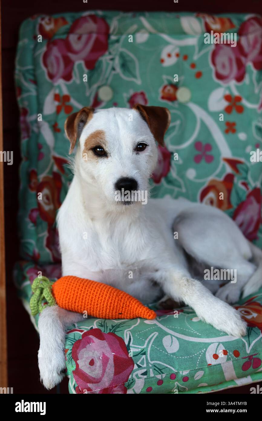 Jack Russell terrier puppy sits on a chair with a carrot toy Stock ...