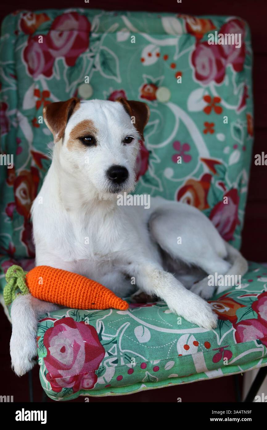 Jack Russell Terrier puppy on the couch with a toy carrot Stock Photo ...