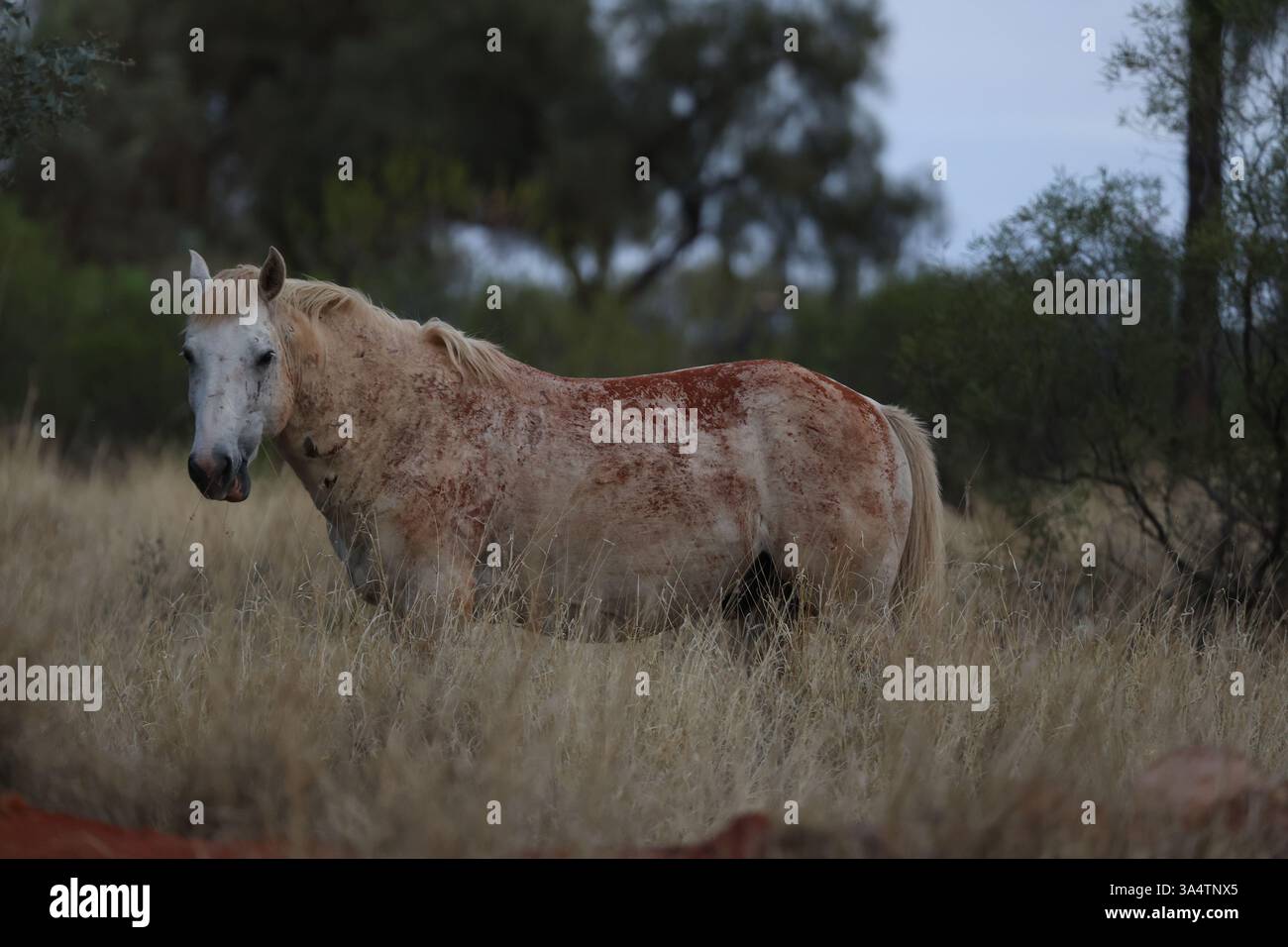 Wildhorse hi-res stock photography and images - Alamy