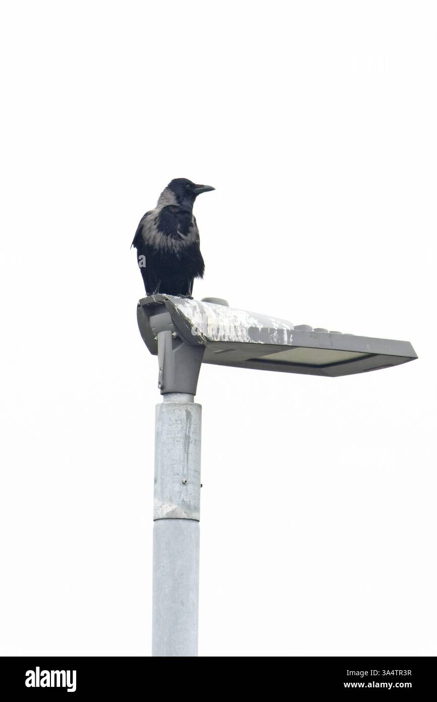 Hooded Crow (Corvus cornix) Carrion Crow (Corvus corone) hybrid on ...