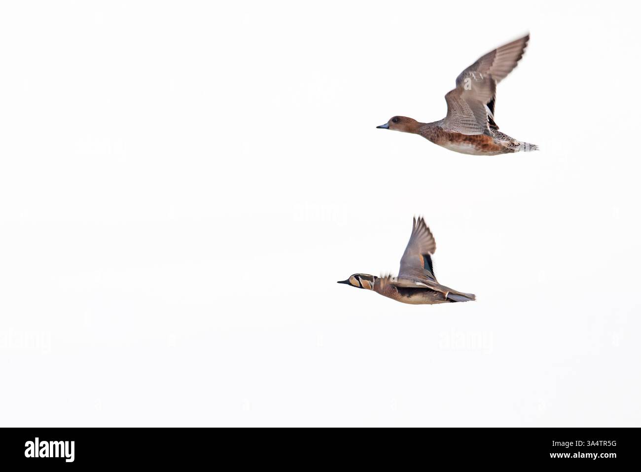 Baikal Teal (Sibirionetta formosa) drake & Wigeon (Mareca penelope ...