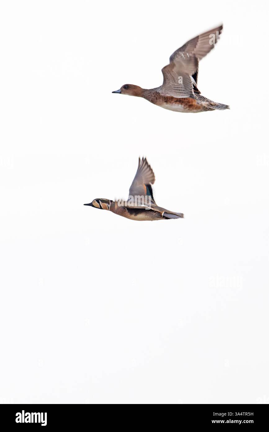 Baikal Teal (Sibirionetta formosa) drake & Wigeon (Mareca penelope ...