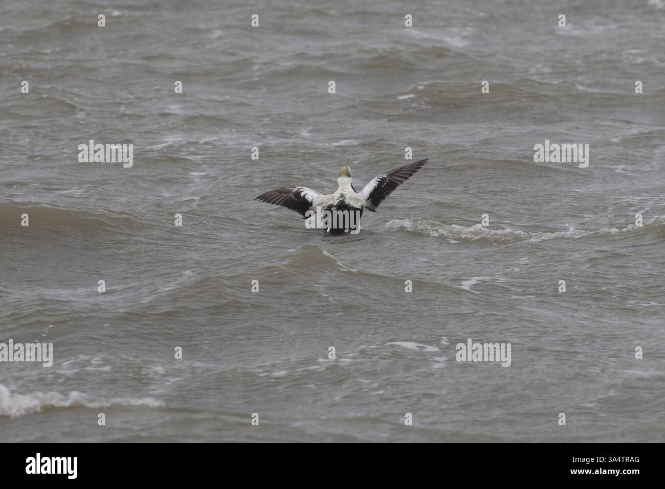 Spectacled Eider (Somateria fischeri) drake Texel Holland February 2025 ...