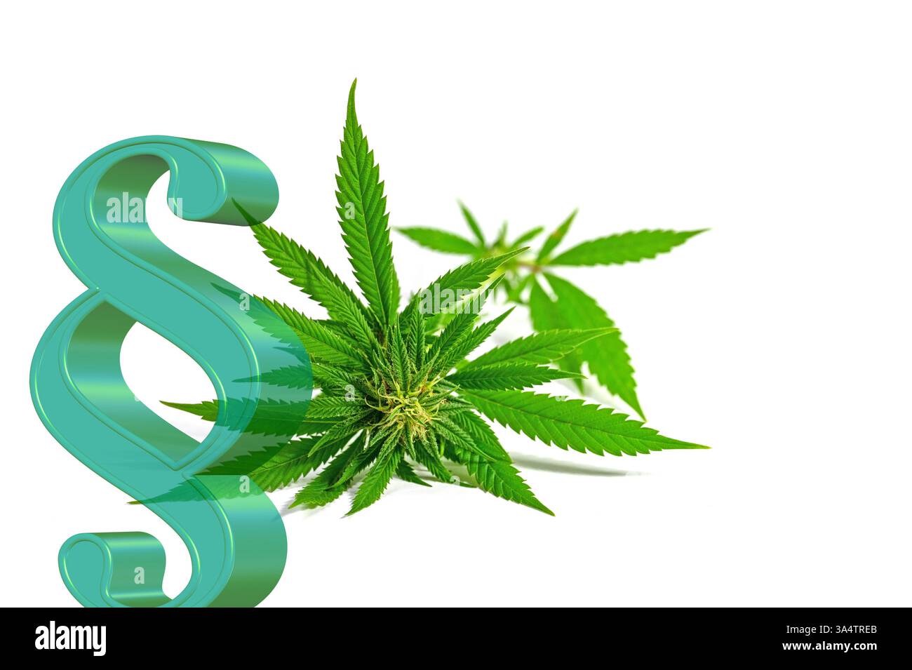 Cannabis plant and paragraph against a white background Stock Photo - Alamy