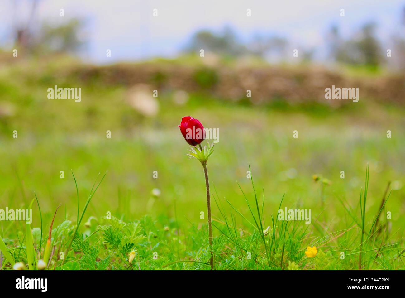 Single red wildflower bud standing in a green meadow with a soft ...