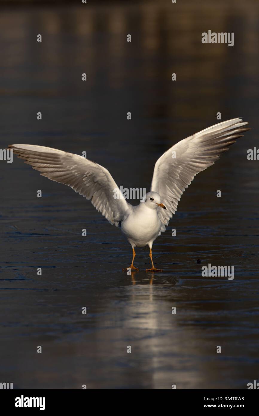 Black-headed Gull (Larus ridibundus) wings raised winter plumage ...