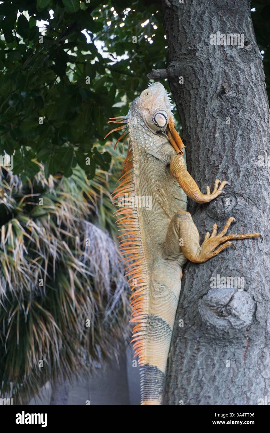 Vertical close up of a green iguana climbing up a palm tree in Miami ...