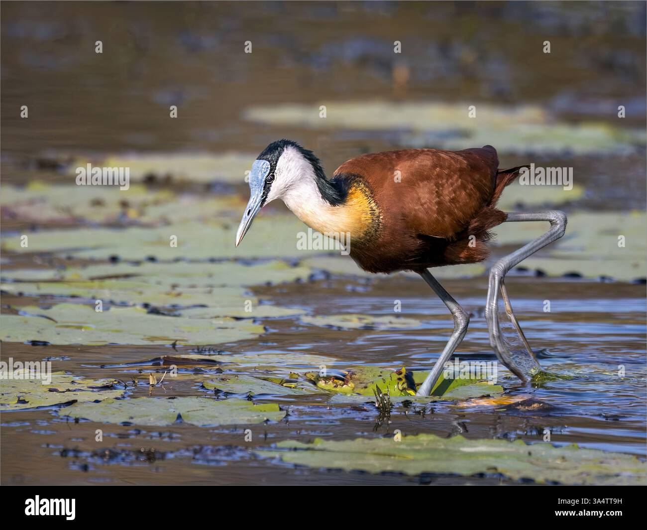 African Jacana Walking on Water Stock Photo - Alamy