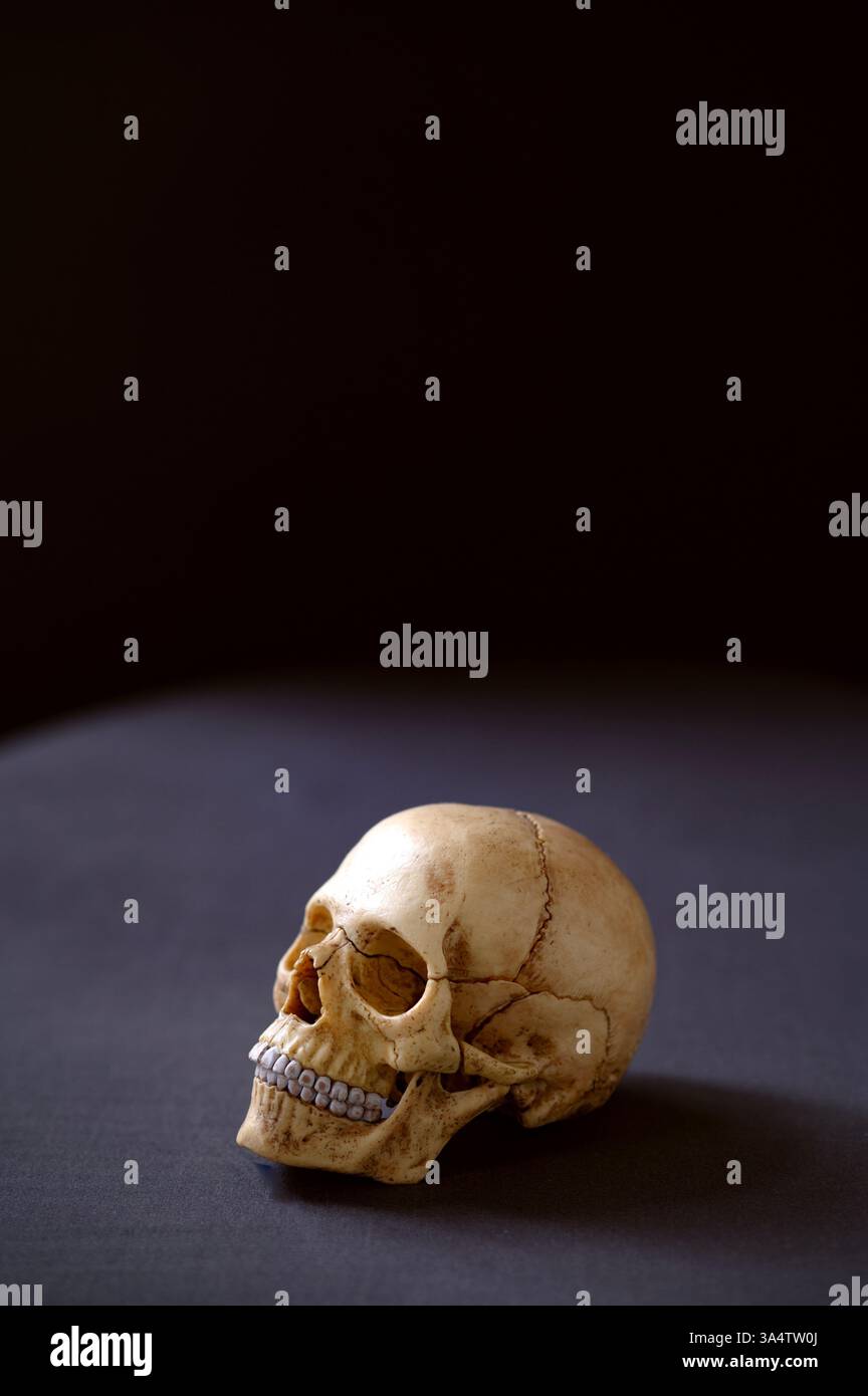 Artificial very realistic human skull on the table. Copy space. Dark ...