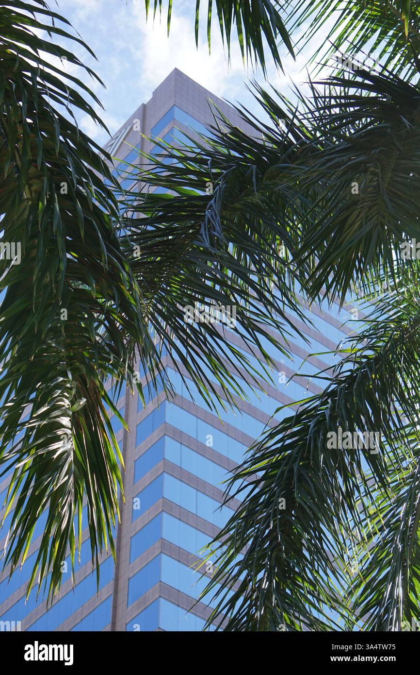 Exotic palm tree leaves cityscape hi-res stock photography and images ...