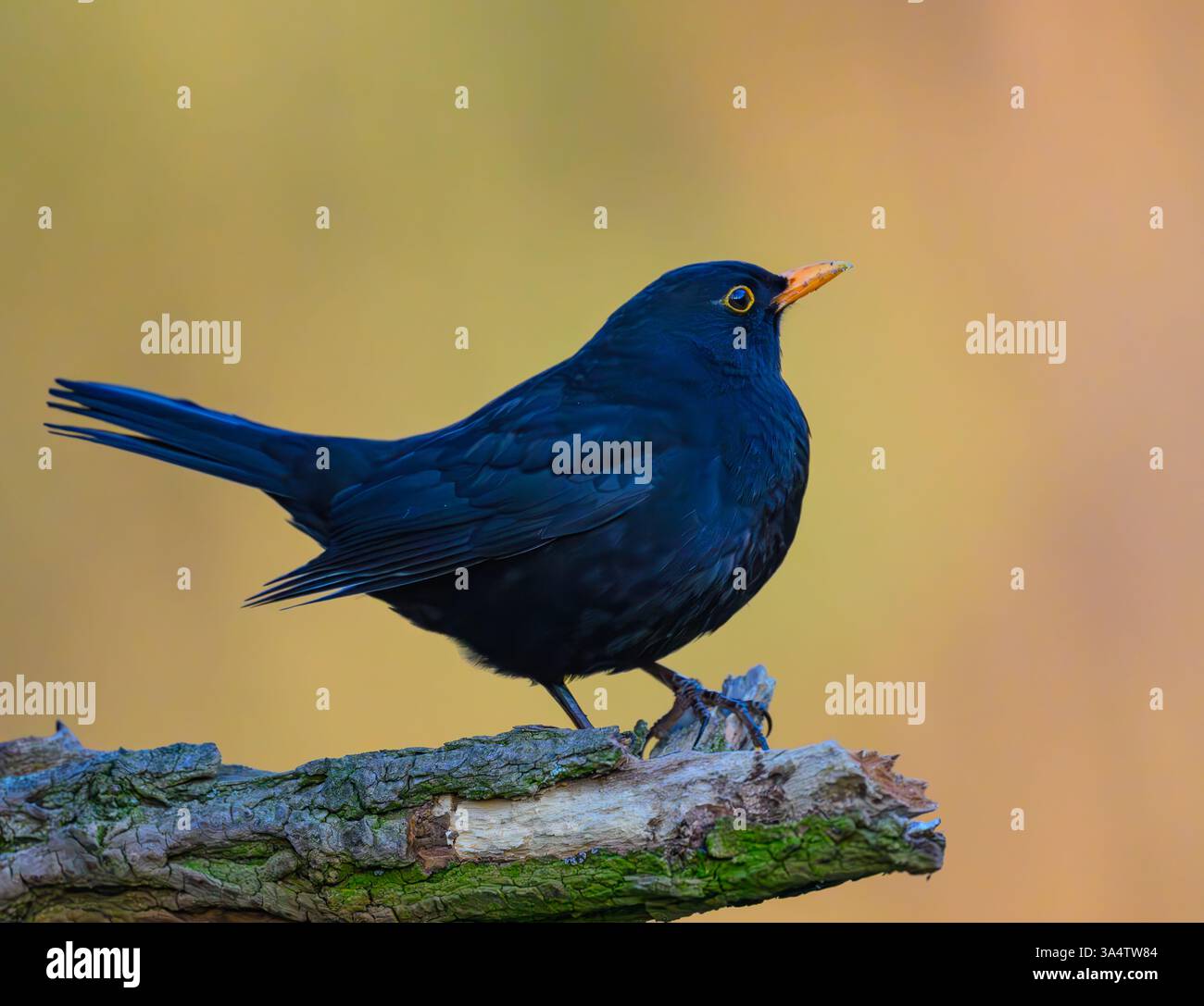 Sieversdorf, Germany. 17th Mar, 2025. A blackbird (Turdus merula), also ...