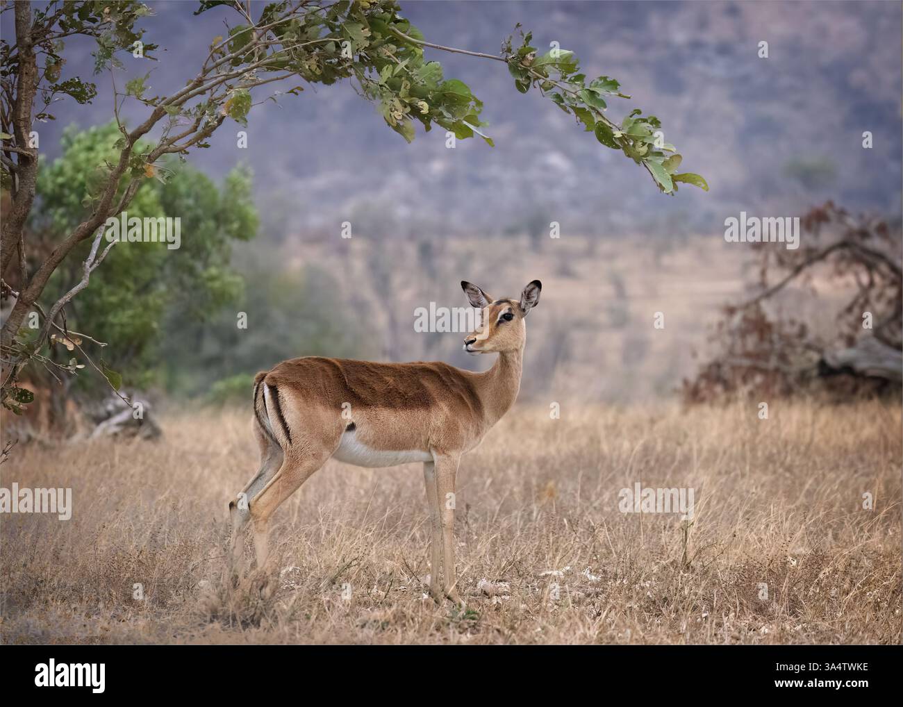 Fur on the shoulder hi-res stock photography and images - Alamy