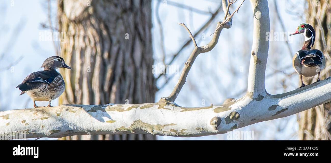Wildlife male female wood ducks hi-res stock photography and images - Alamy