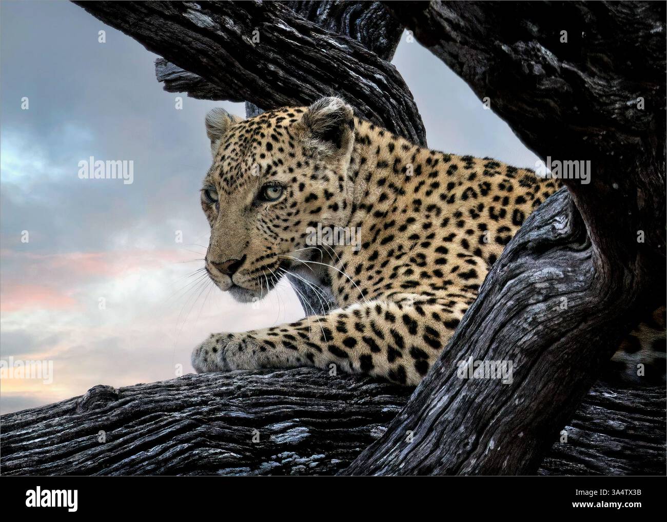 Leopard resting in tree watching hi-res stock photography and images ...