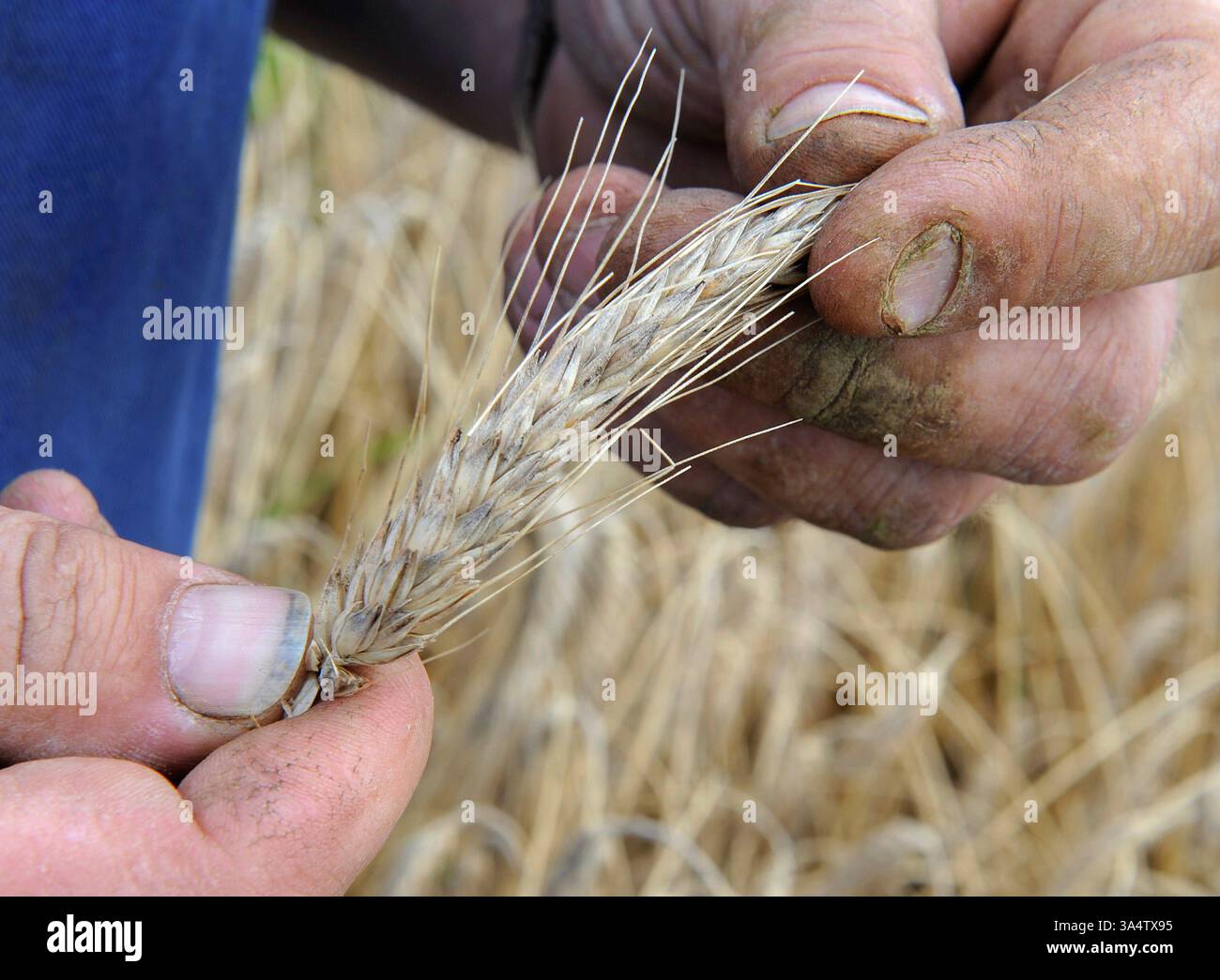 Ein Landwirdt prueft Getreidefeld in Denzlingen eine Aehre der ...