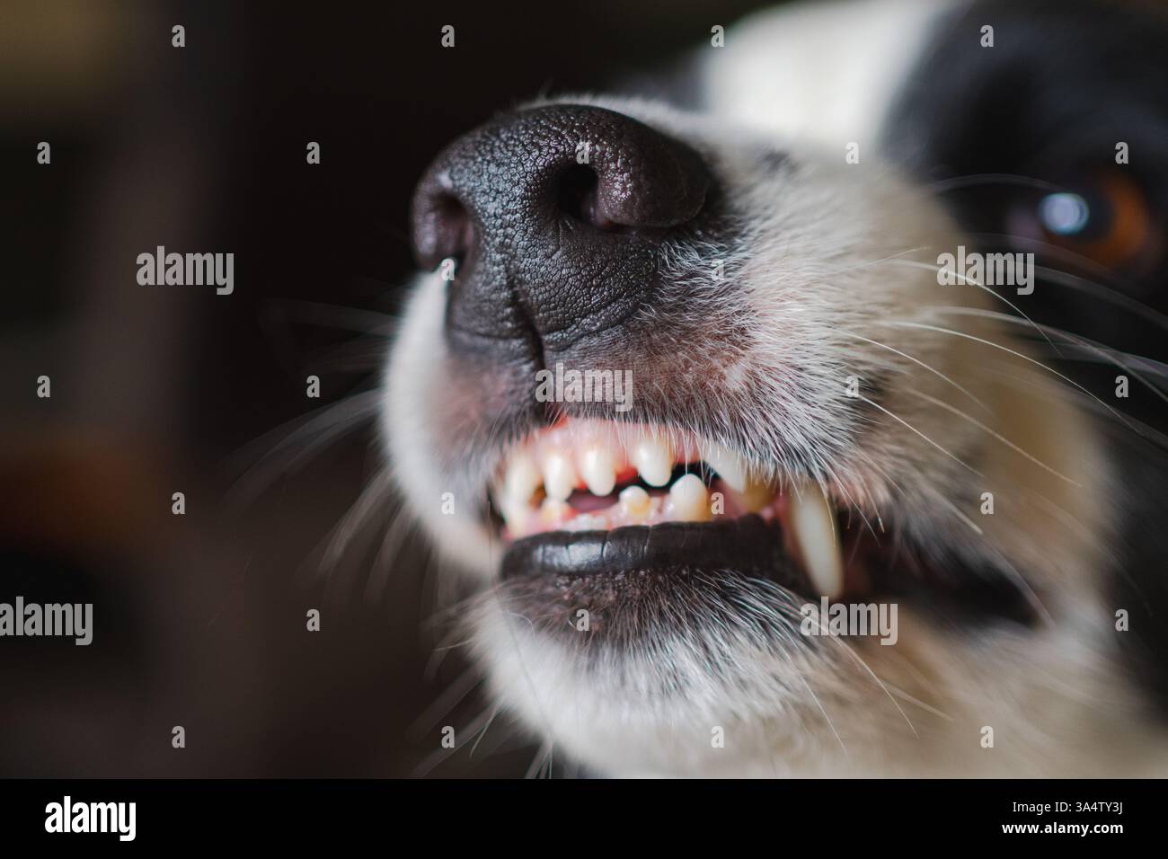 Dangerous angry dog. Aggressive puppy dog border collie baring teeth ...