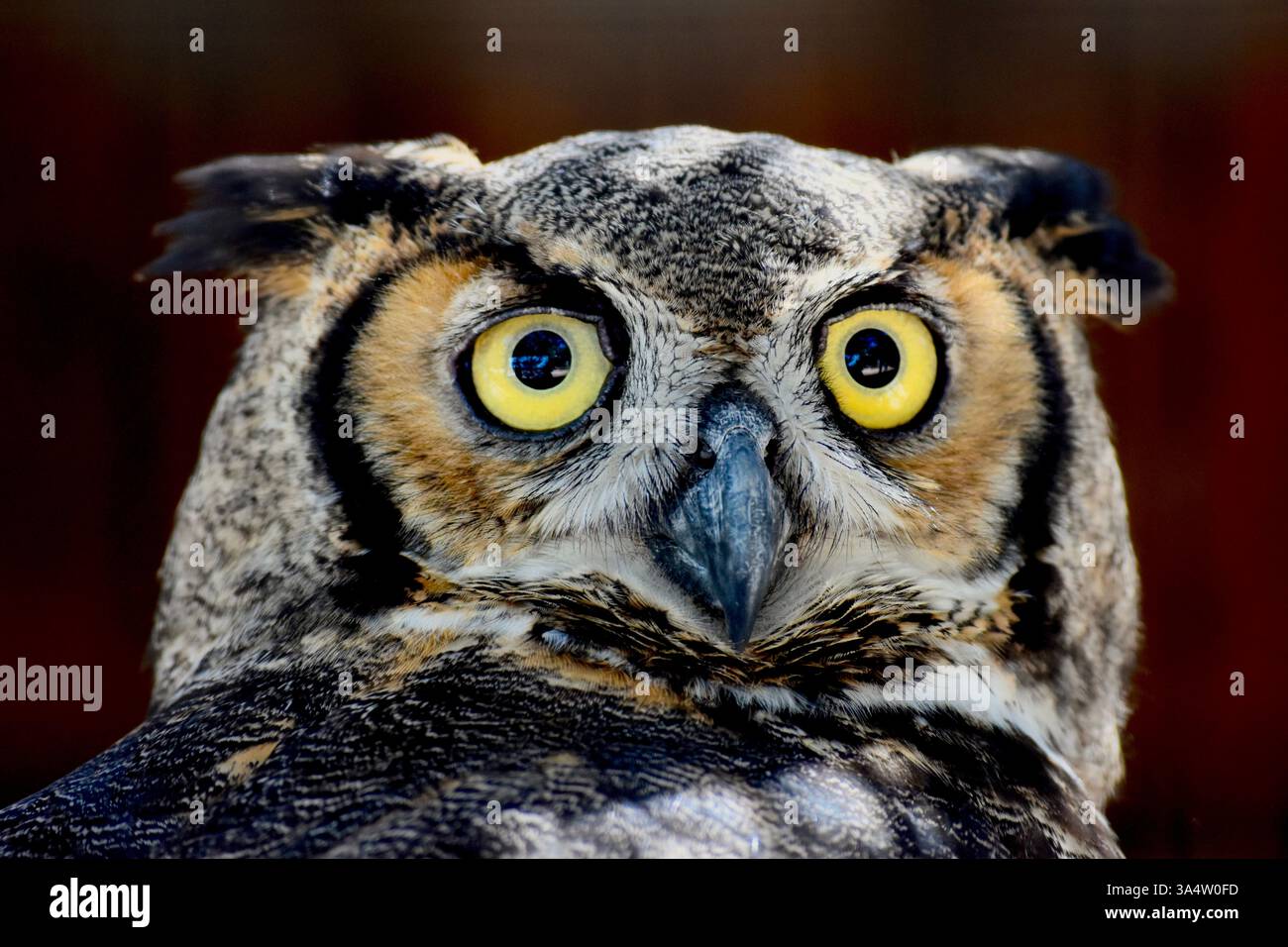 Great Horned Owl Stock Photo - Alamy