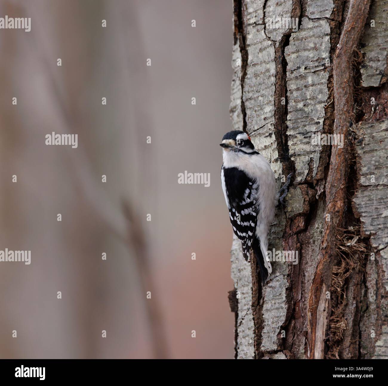 Woodpecker new life bird hi-res stock photography and images - Alamy