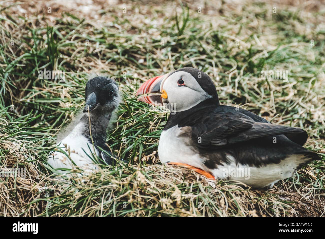 Puffin lifecycle hi-res stock photography and images - Alamy