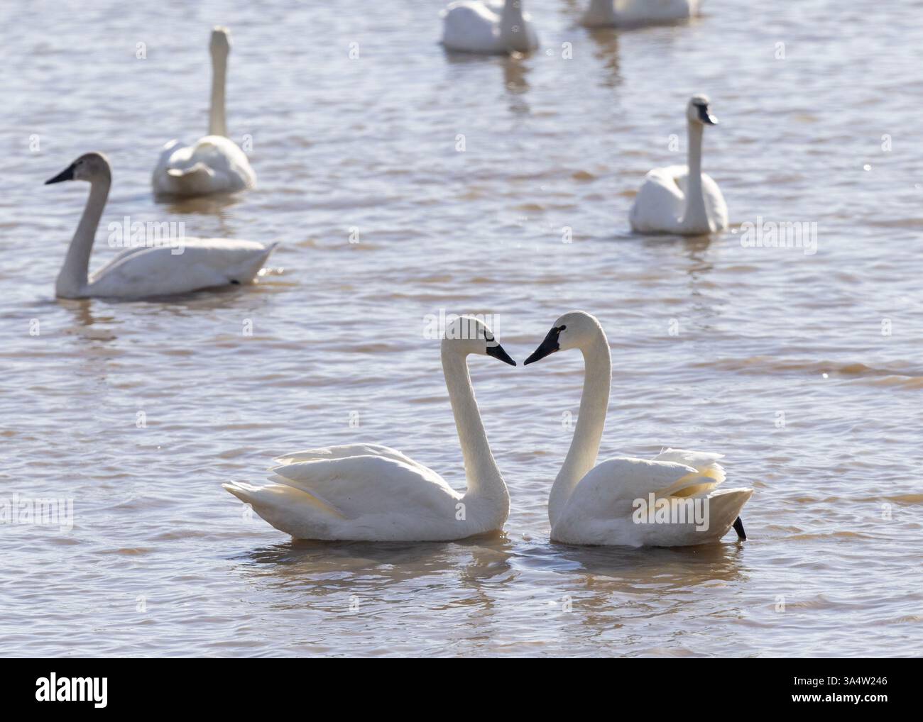 Aylmer, Canada. 19th Mar, 2025. Tundra swans are seen at the Aylmer ...