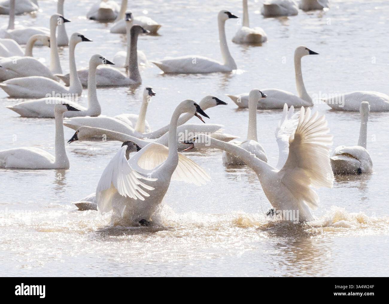 Aylmer, Canada. 19th Mar, 2025. Tundra swans are seen at the Aylmer ...