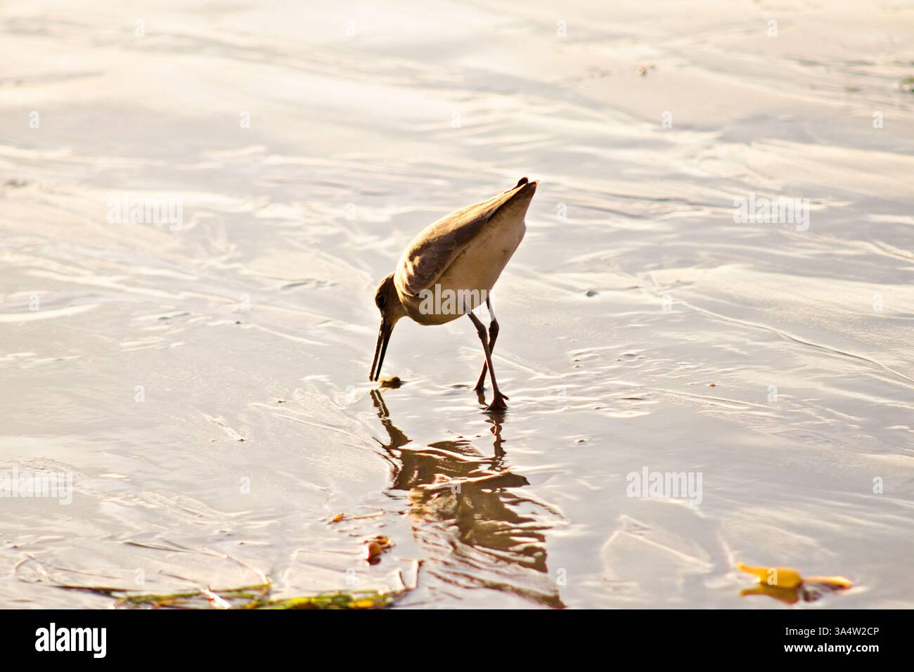 shorebird scavenging for food Stock Photo - Alamy