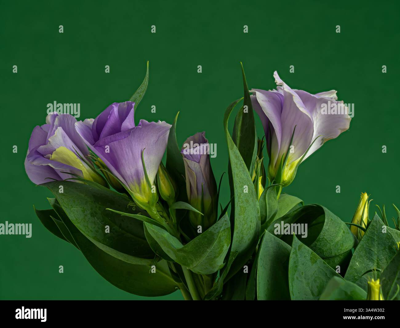 Eustoma russellianum hi-res stock photography and images - Alamy