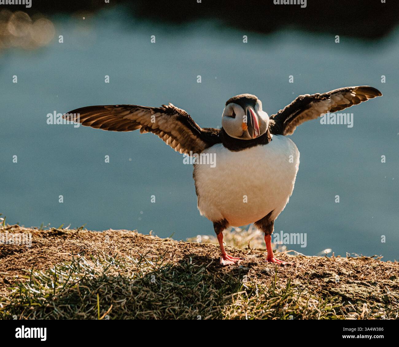 Puffin morning stretch hi-res stock photography and images - Alamy