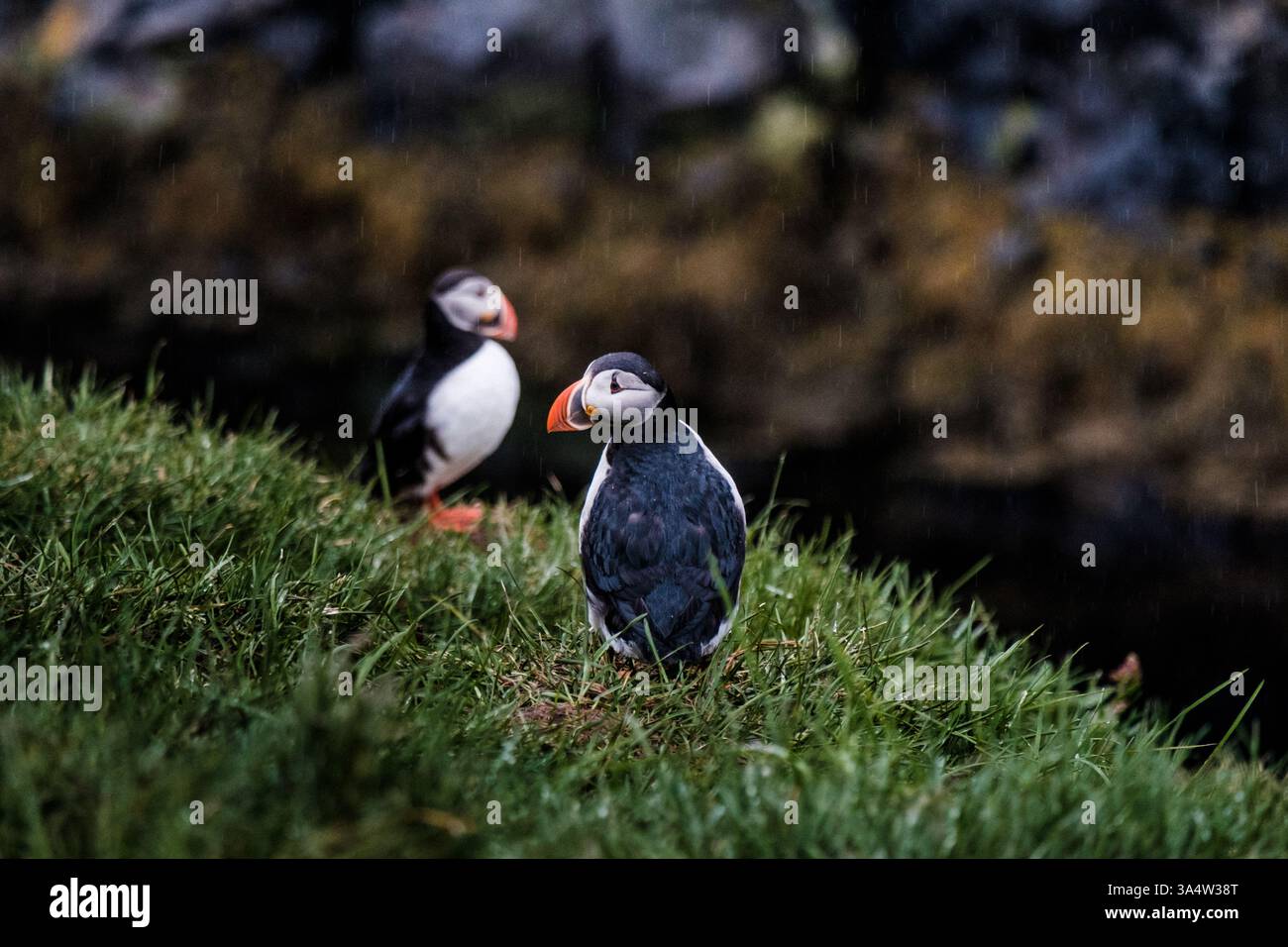 Two Atlantic puffins on a grassy cliff in Borgafjordur Eystri, Iceland ...