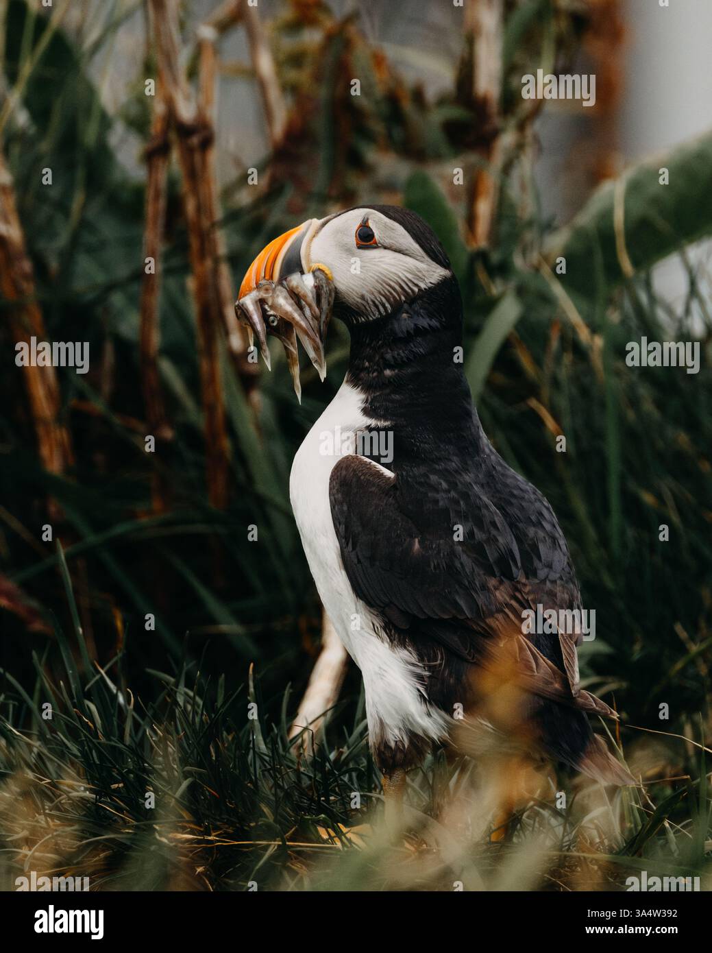 Atlantic puffin with a beak full of fish in Borgafjordur Eystri ...