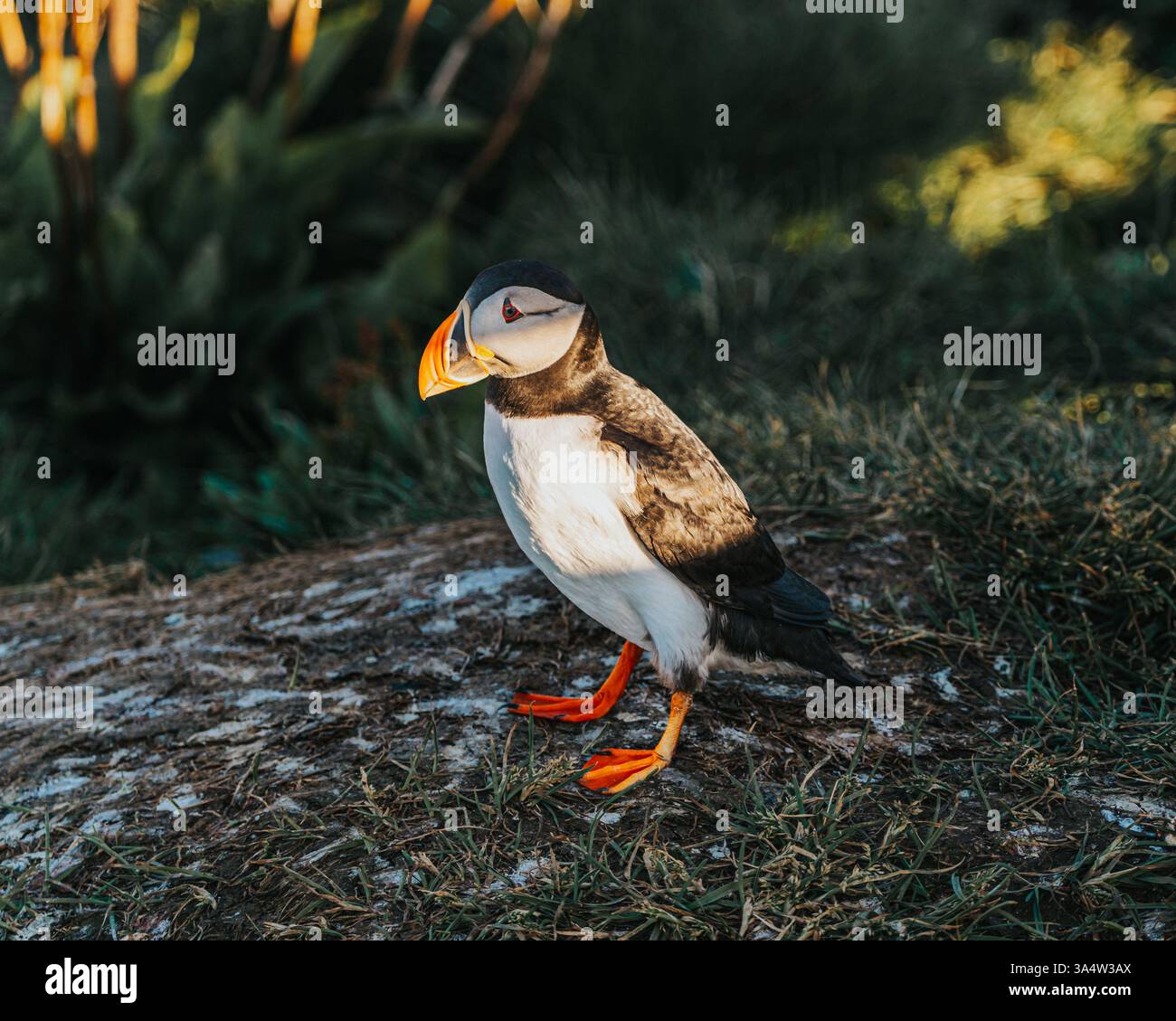 Puffin vibrant beak feet hi-res stock photography and images - Alamy
