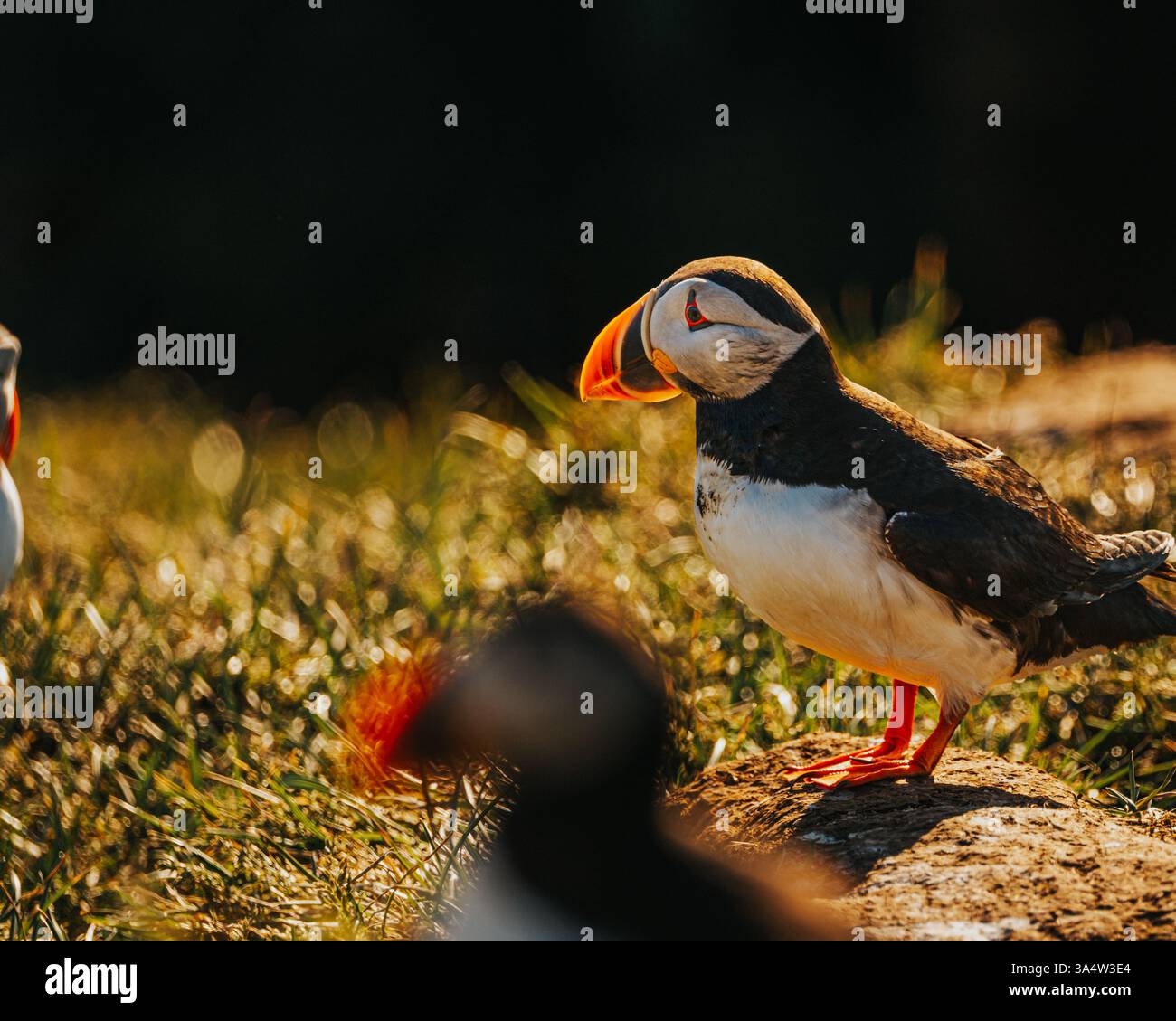 Puffins on ground in hi-res stock photography and images - Alamy