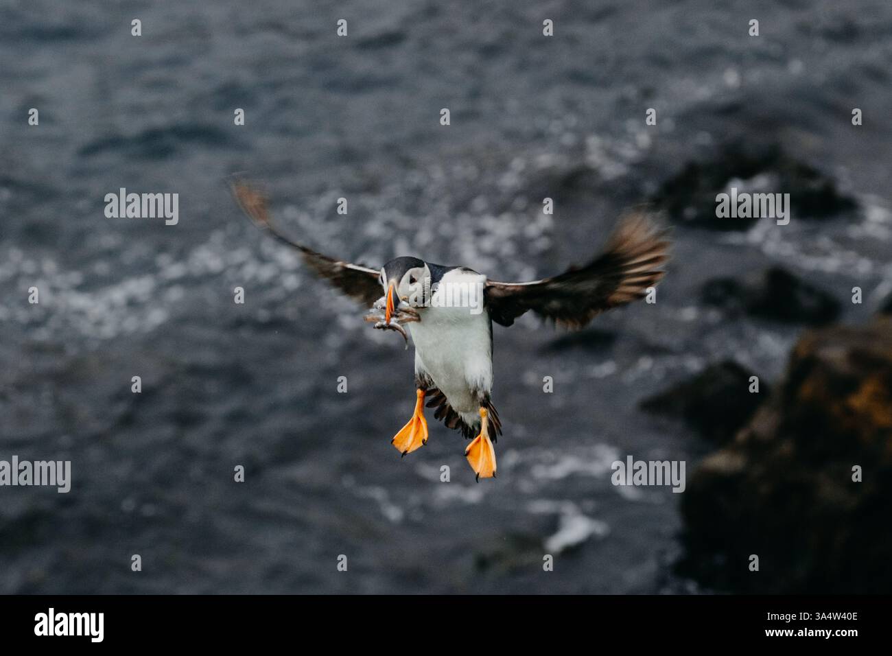 Atlantic puffin in flight carrying a beak full of fish over the ocean ...