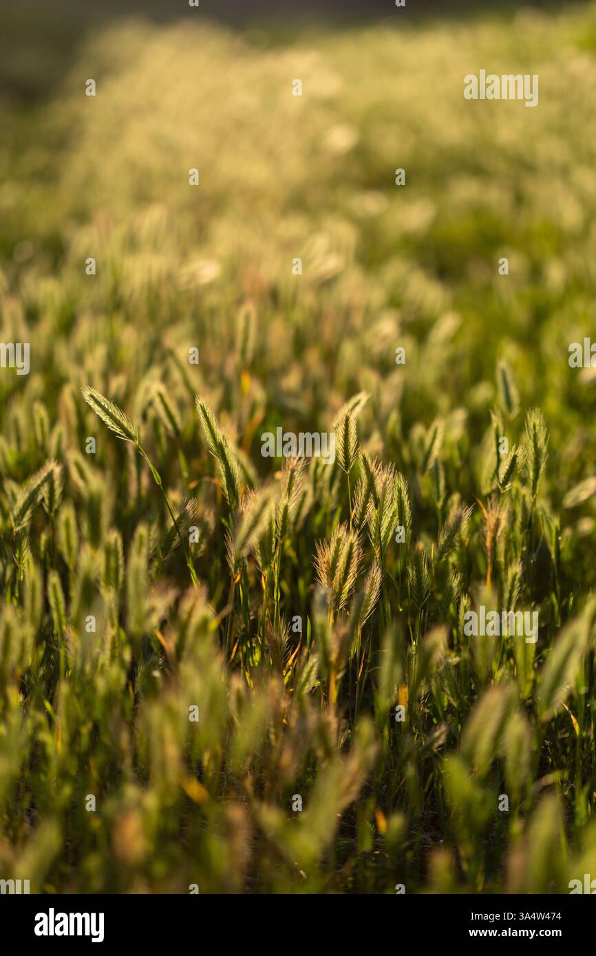 Beautiful ears of grass are located opposite the sun's rays. Ears of ...