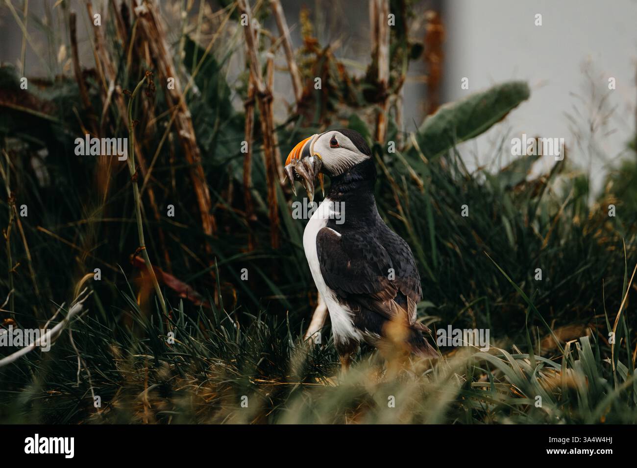 Atlantic puffin with a beak full of fish in Borgafjordur Eystri ...