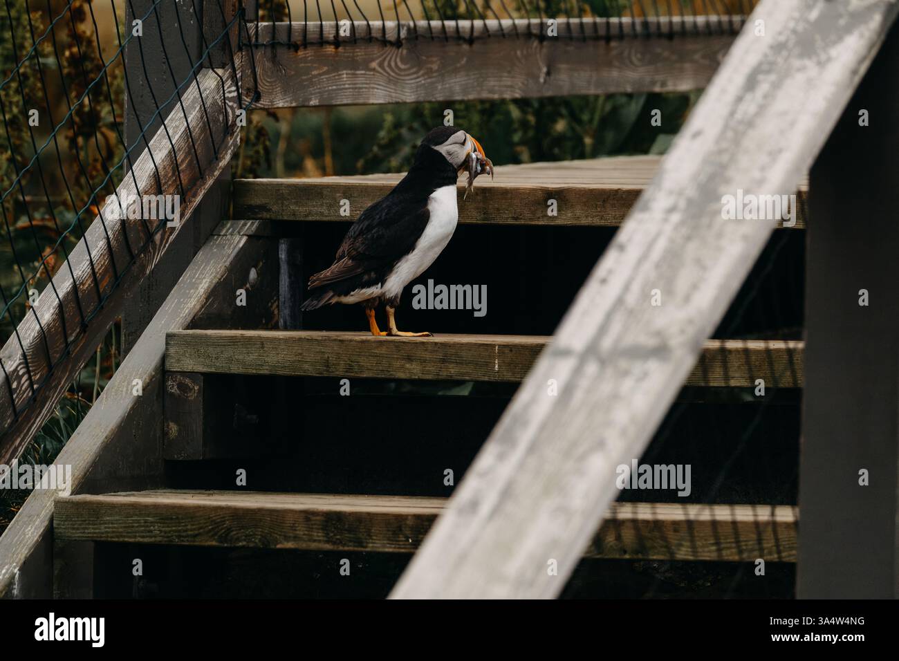Atlantic puffin carrying fish in its beak while walking on wooden steps ...