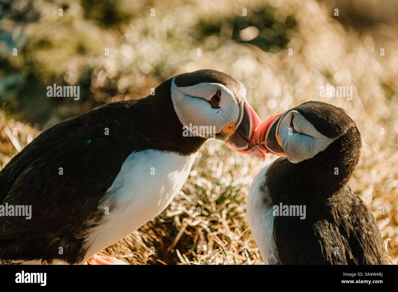 Puffin expressions hi-res stock photography and images - Alamy