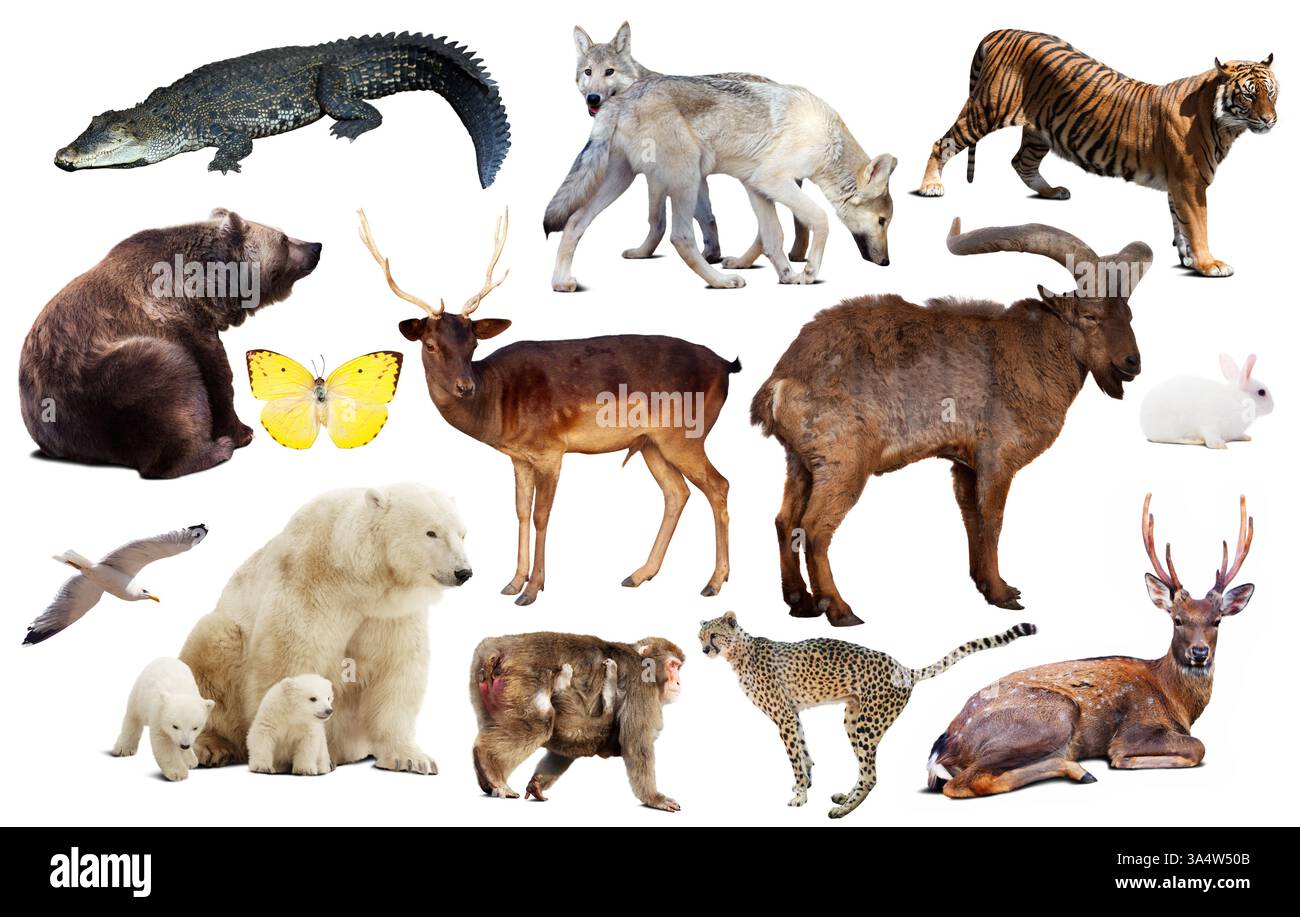 asia animals isolated Stock Photo - Alamy